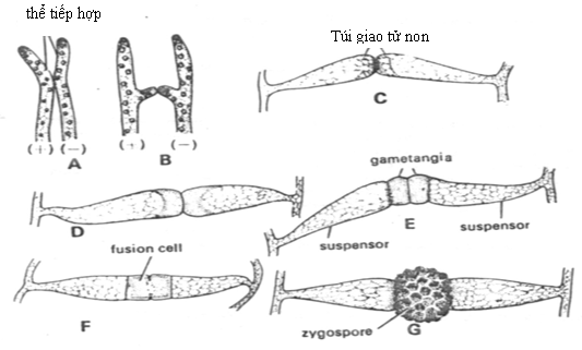 Sinh sản hữu tính (sexual reproduction) By OpenStax (Page 2/3) | Jobilize