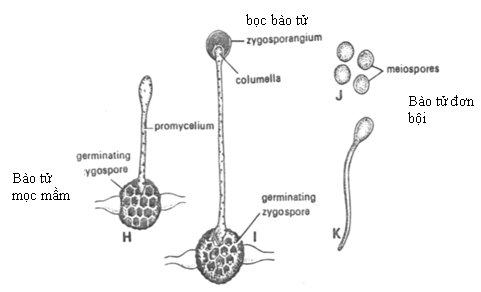 Sinh sản hữu tính (sexual reproduction) By OpenStax (Page 2/3) | Jobilize