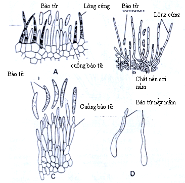 Lớp hypomycetes, Ngành phụ nấm bất toàn (deuteromycotina, By OpenStax ...