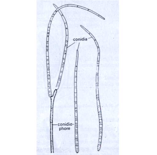 Sinh sản, Ngành phụ nấm bất toàn (deuteromycotina = lớp, By OpenStax ...