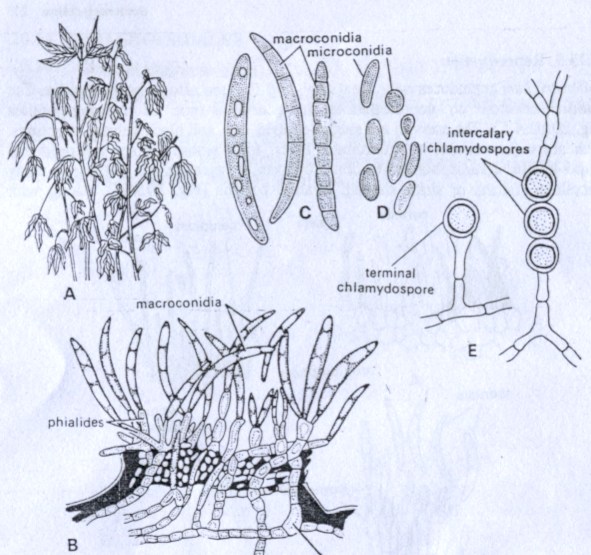 Giống colletotrichum, Ngành phụ nấm bất toàn (deuteromycotina, By ...