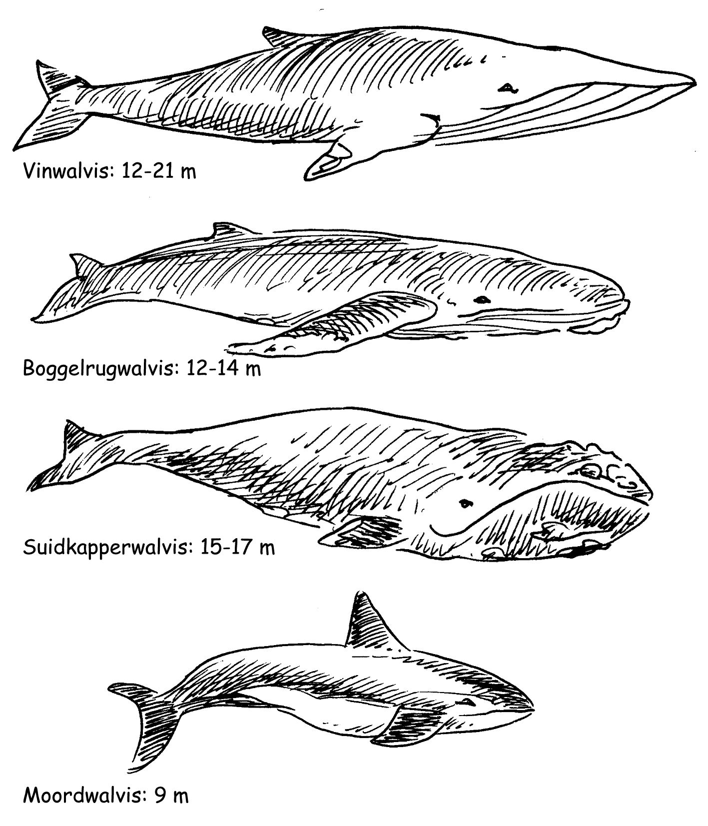 Die walvisfees, Feeste en feesdae, By OpenStax | Jobilize
