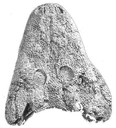 Aktiwiteit: om navorsing oor fossiele te doen By OpenStax | Jobilize