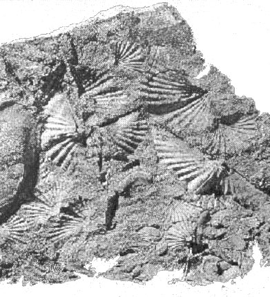 Module 24, Fossiele, By OpenStax | Jobilize