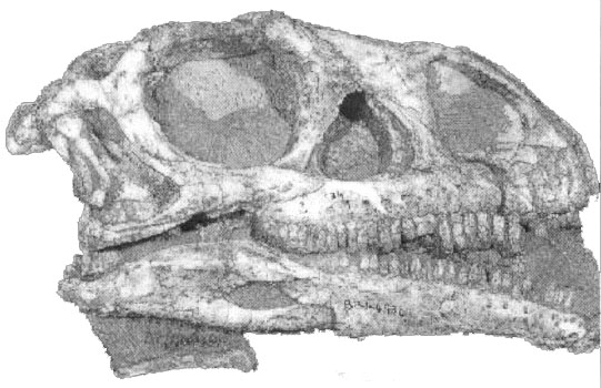 Module 24, Fossiele, By OpenStax | Jobilize