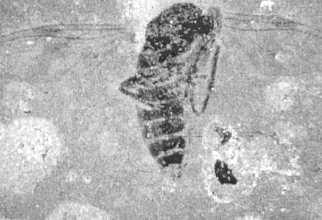 Module 24, Fossiele, By OpenStax | Jobilize