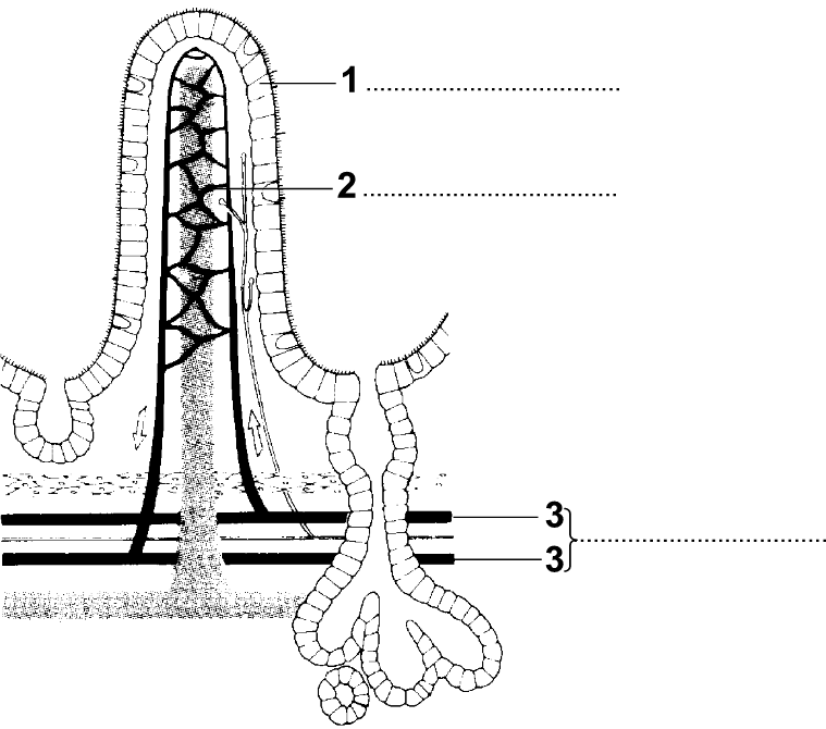 Dikderm:, Vertering, By OpenStax | Jobilize
