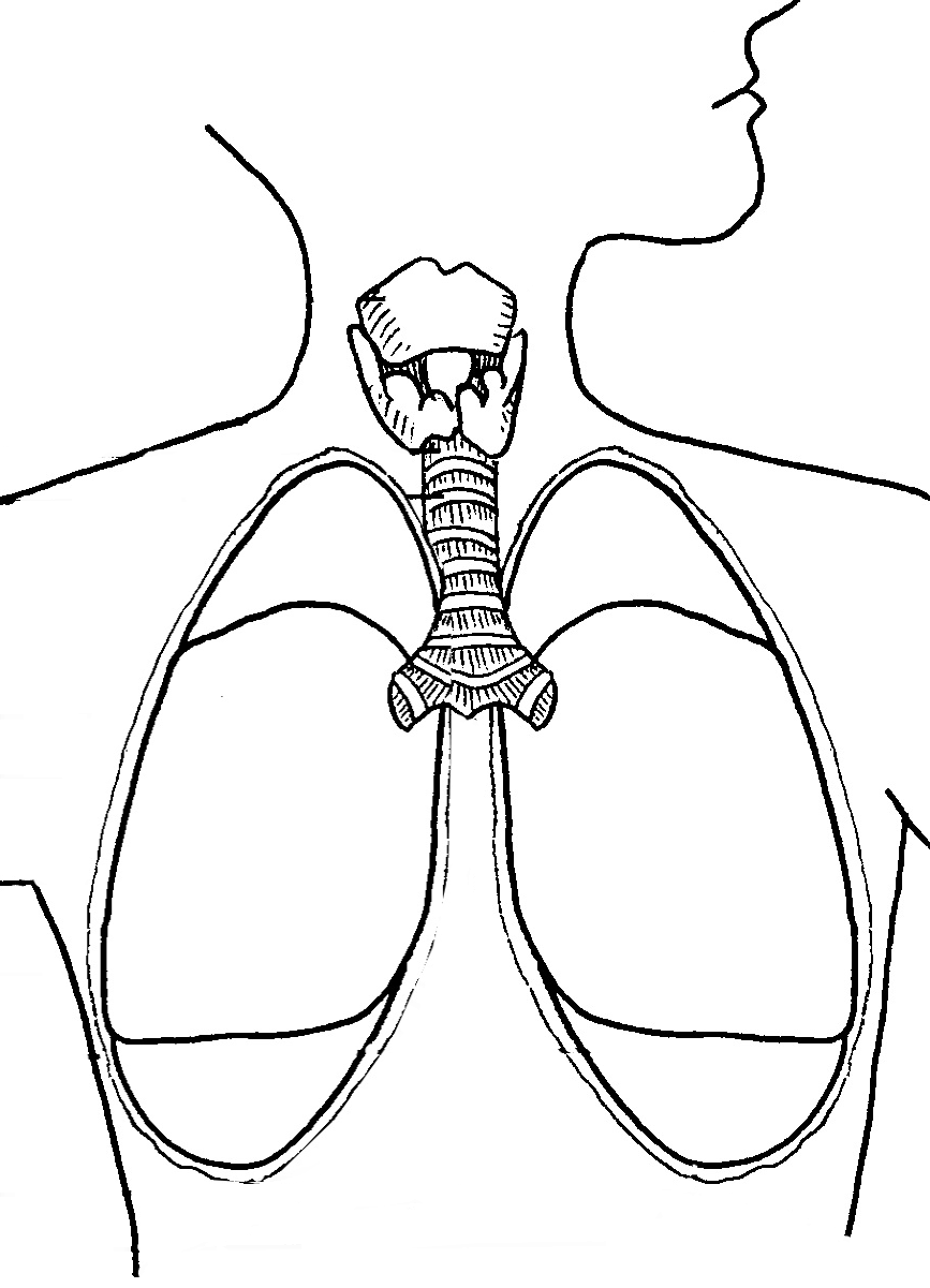 Die asemhalingsisteem van die mens By OpenStax | Jobilize