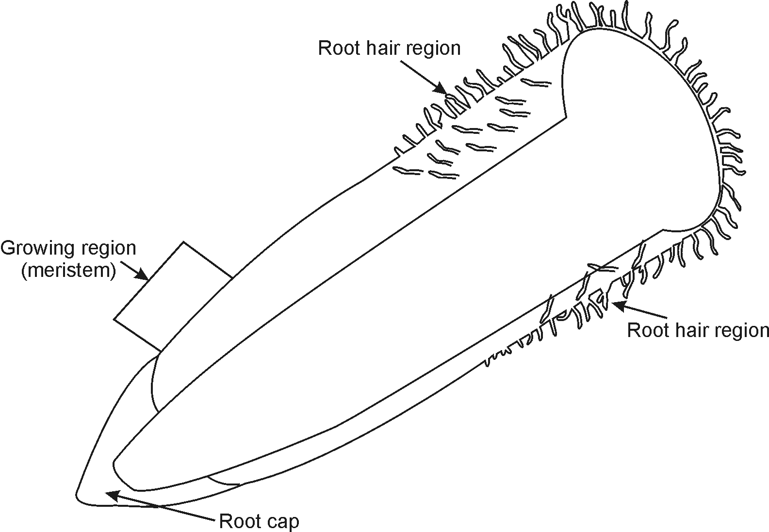 Grade 9 Plant Organs Roots By OpenStax Jobilize Grade 9 Plant Organs Roots By OpenStax Jobilize