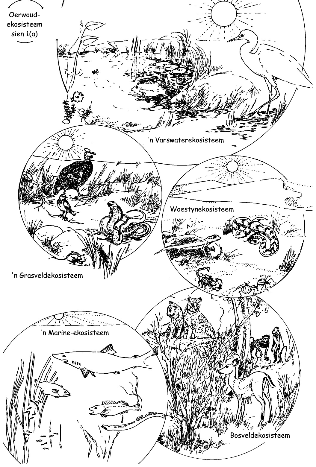Assessering, Om te onderskei tussen herbivore, karnivore, By OpenStax (Page 2/2) | Jobilize
