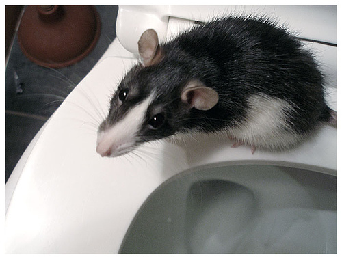 92 Sex Differences In Learning Processes Of Rats By Openstax Jobilize