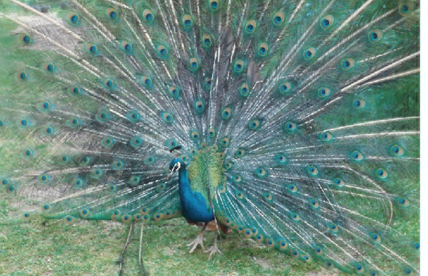 The role of evolution in mating behavior of lekking By OpenStax | Jobilize