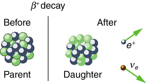 electron’s antineutrino, Nuclear decay and conservation, By OpenStax ...