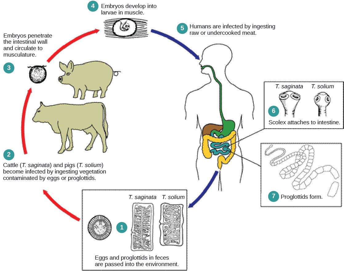 Reproduction, Superphylum lophotrochozoa, By OpenStax (Page 5/39) | Jobilize