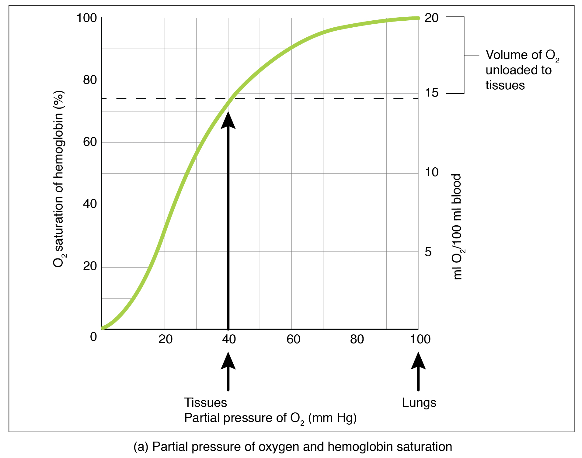 Oxygen dissociation from hemoglobin By OpenStax (Page 2/19) | Jobilize