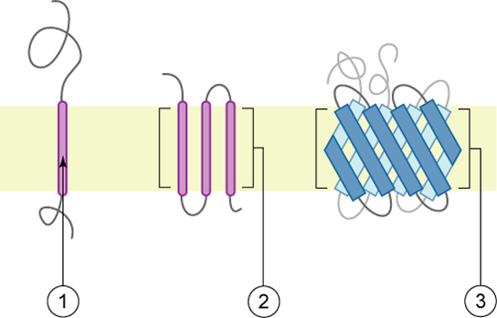 10.6 Components and structure of cell membranes By OpenStax | Jobilize
