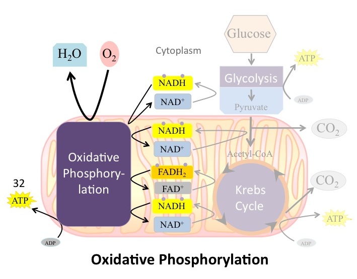 Chemiosmosis, Oxidative phosphorylation, By OpenStax (Page 3/4) | Jobilize