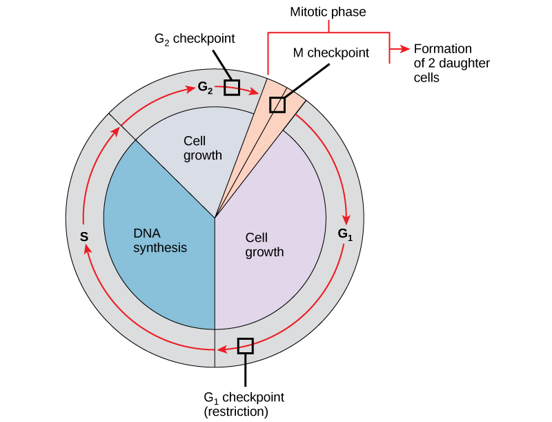 Positive regulation of the cell cycle By OpenStax (Page 2/19) | Jobilize