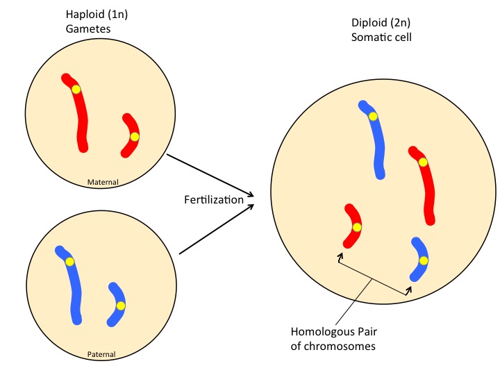 0.16 Meiosis, Genetics and evolution, By OpenStax | Jobilize