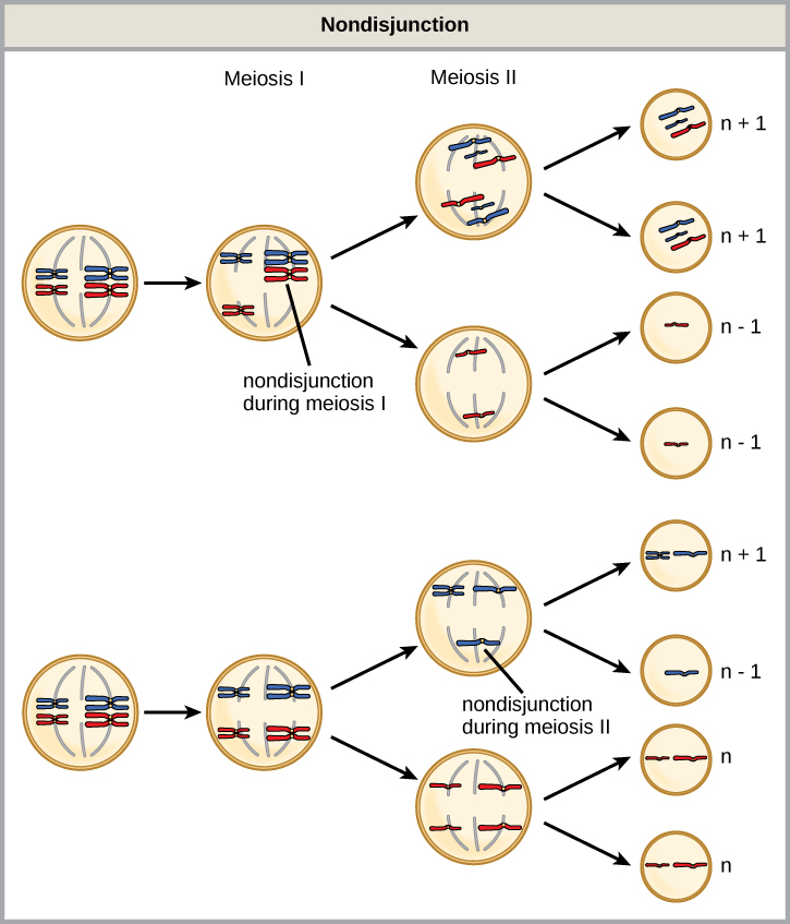 7.3 Errors in meiosis, The cellular basis of inheritance, By OpenStax (Page 2/20) | Jobilize