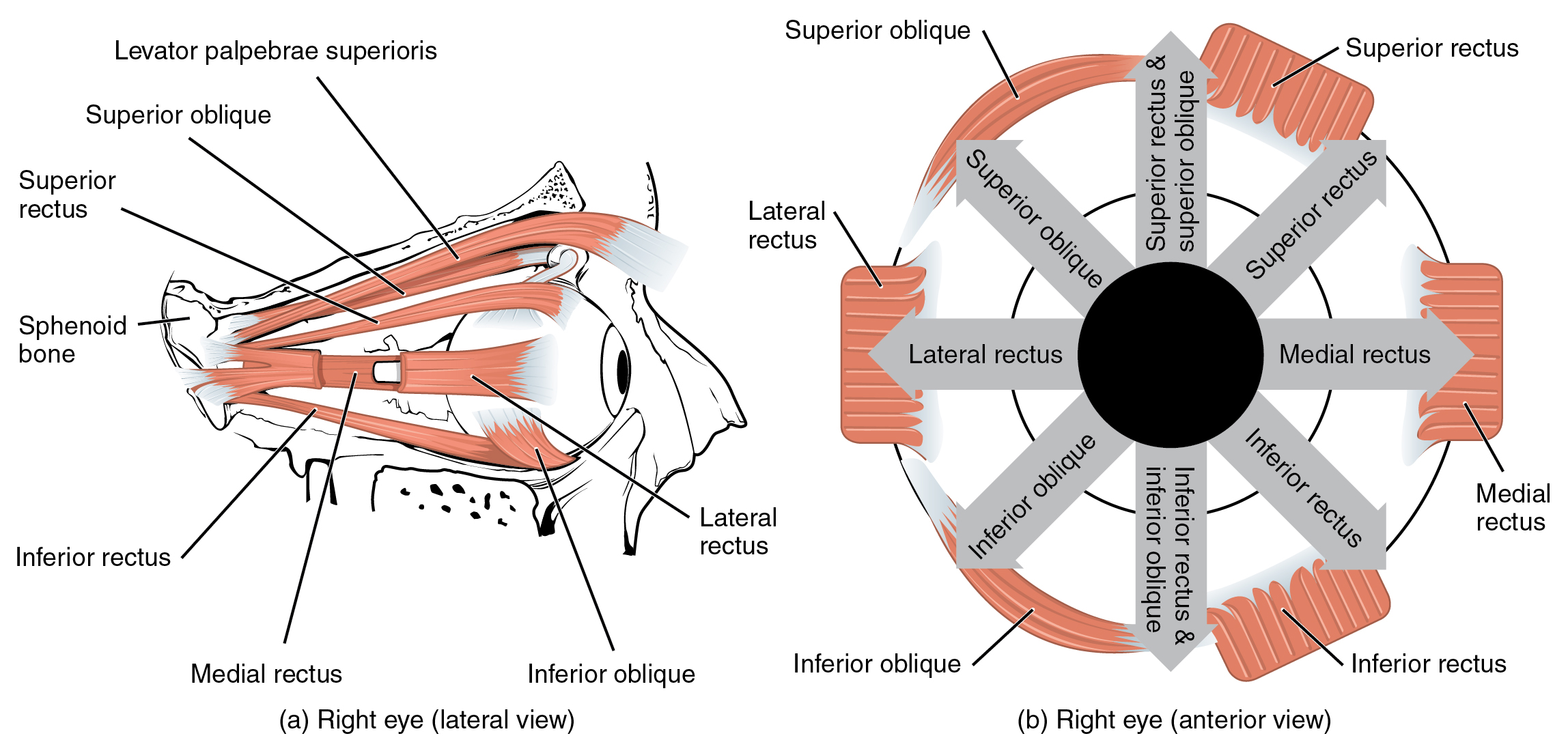 Where is the inferior oblique muscle located? By OpenStax | Jobilize
