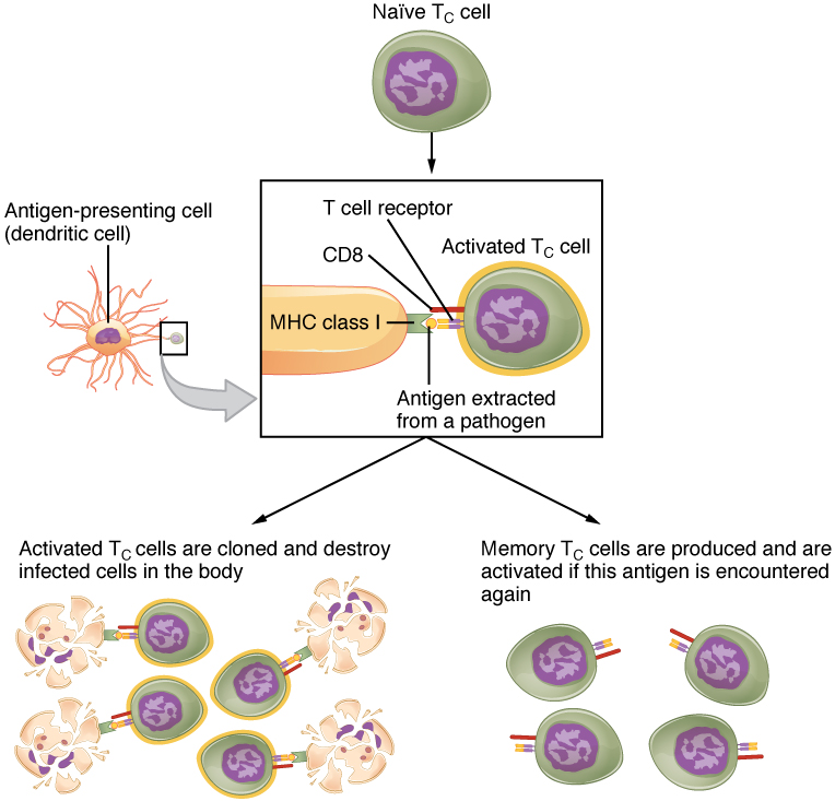 Cytotoxic t cells, Module 3: the adaptive immune response, By OpenStax (Page 2/28) | Jobilize