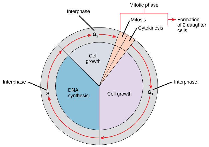 10.2 The cell cycle, Cell reproduction, By OpenStax | Jobilize