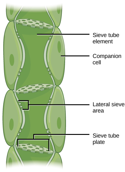 The process of bulk flow transports fluids in a plant. Describe | Jobilize