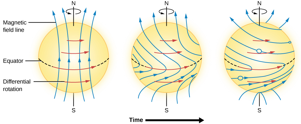 differential rotation, The solar cycle, By OpenStax | Jobilize