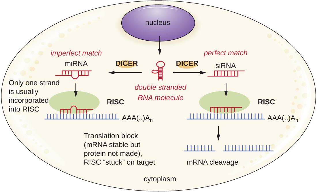 Rna Interference Technology By Openstax Page 5 9 Jobilize