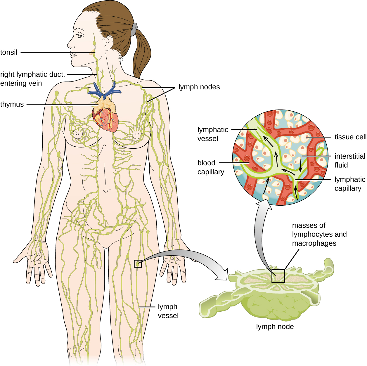 The lymphatic system, Anatomy of the circulatory and, By OpenStax (Page 2/9) | Jobilize